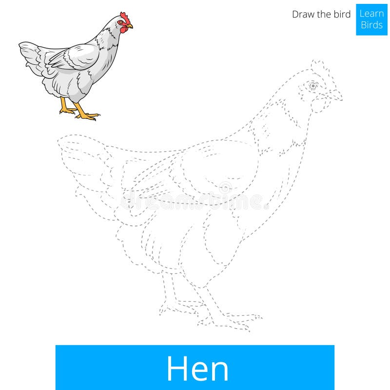 Hen Bird Learn To Draw Vector Stock Vector - Illustration of beak ...