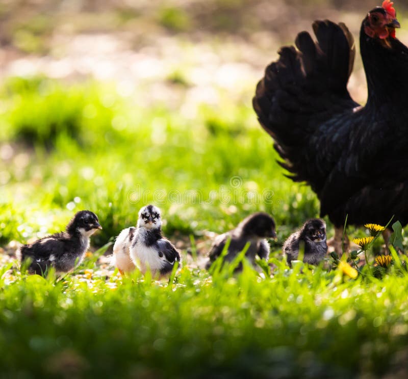 A Hen a Brood Hen with Chickens Stock Photo - Image of agriculture ...