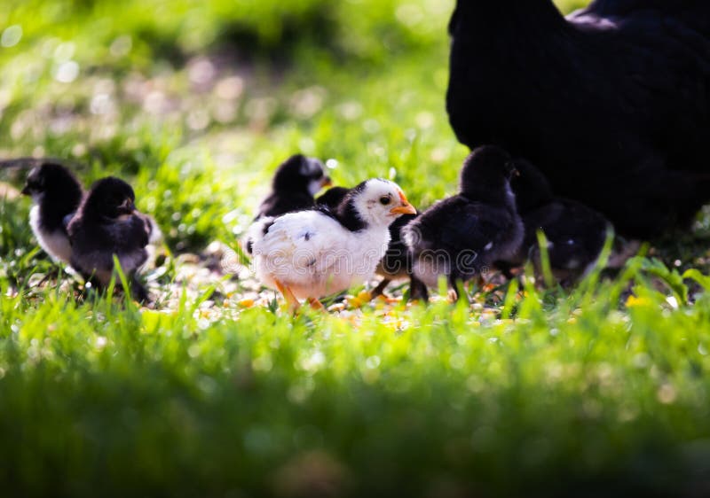 A Hen a Brood Hen with Chickens Stock Photo - Image of agriculture ...