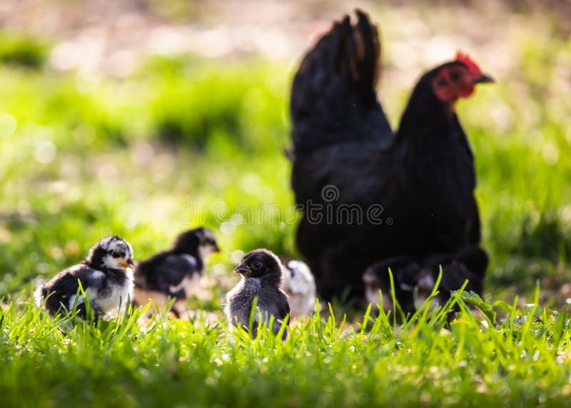 A Hen a Brood Hen with Chickens Stock Image - Image of clucking ...
