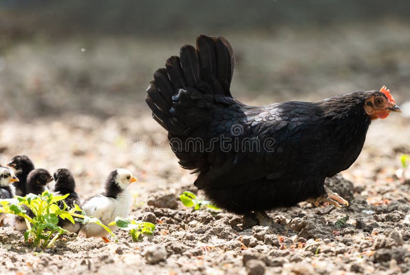 A Hen a Brood Hen with Chickens Stock Photo - Image of security ...