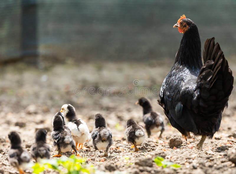 A Hen a Brood Hen with Chickens Stock Image - Image of rural, feathered ...