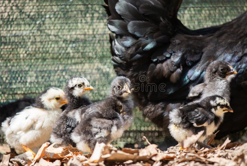 A Hen a Brood Hen with Chickens Stock Image - Image of food, farming ...