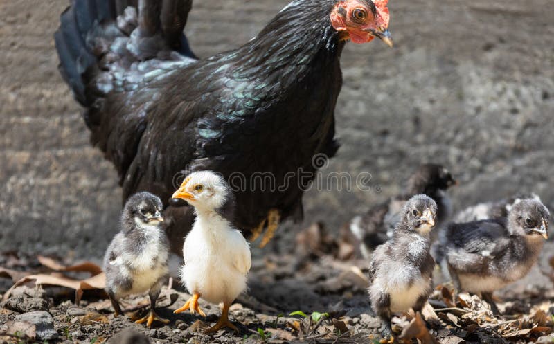 A Hen a Brood Hen with Chickens Stock Photo - Image of feathers ...