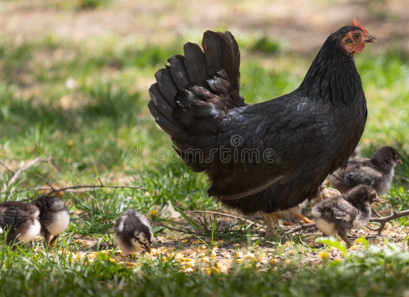 A Hen a Brood Hen with Chickens Stock Image - Image of rural, clucking ...