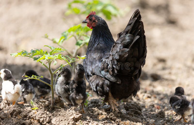 A Hen a Brood Hen with Chickens Stock Image - Image of bird, food ...