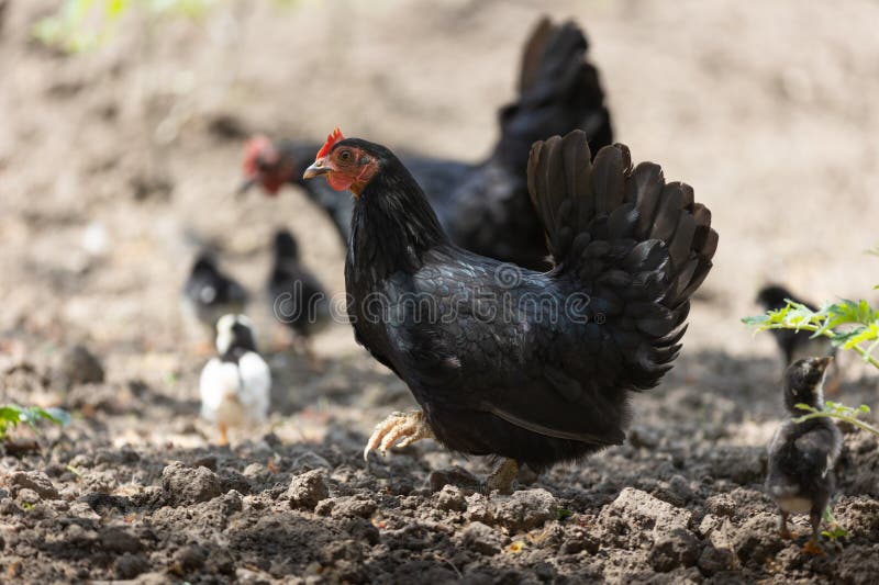 A Hen a Brood Hen with Chickens Stock Photo - Image of feathered ...