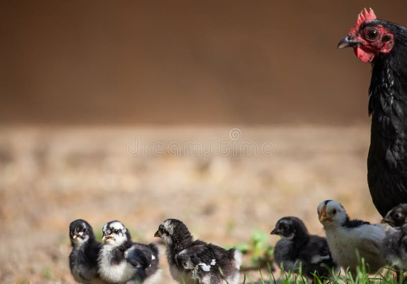 A Hen a Brood Hen with Chickens Stock Image - Image of nature, farm ...