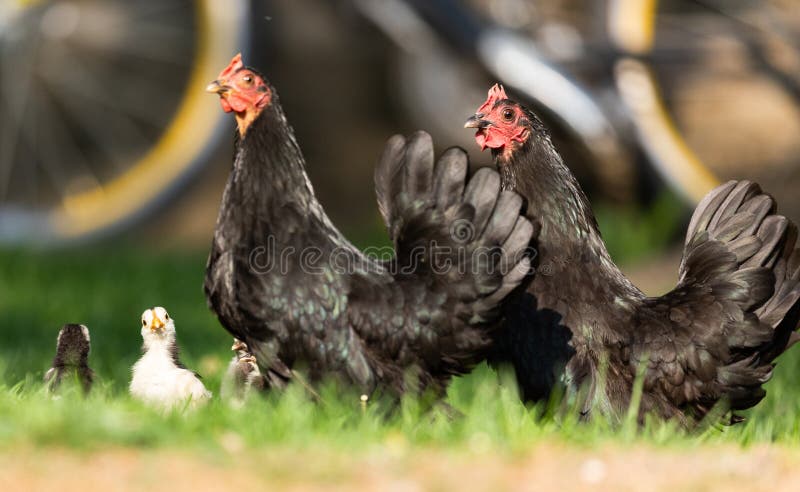 A Hen a Brood Hen with Chickens Stock Image - Image of nature, food ...