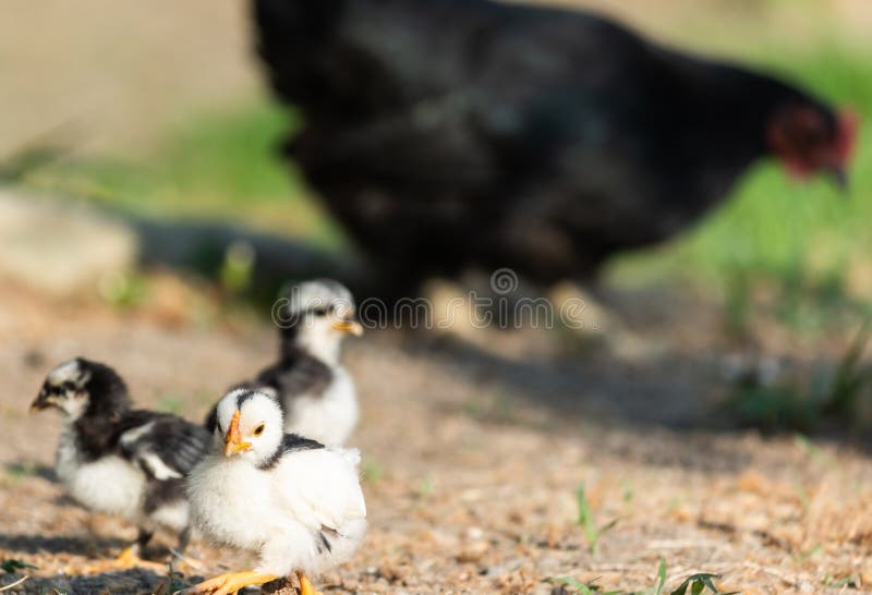 A Hen a Brood Hen with Chickens Stock Image - Image of rural, support ...