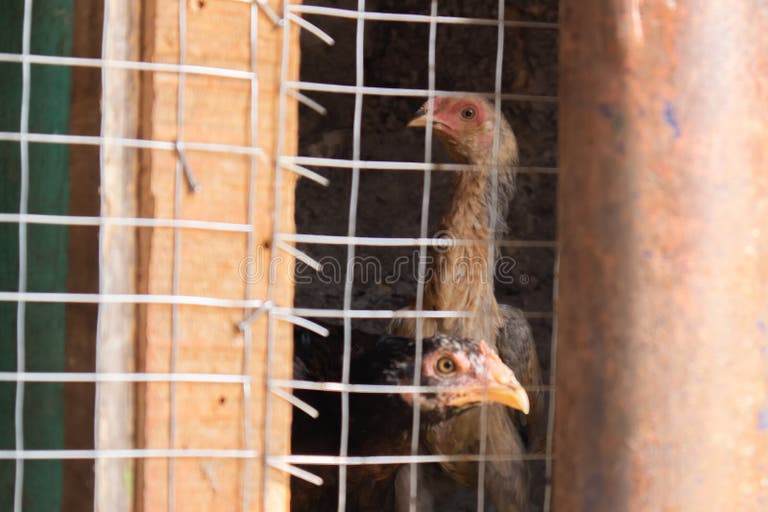 The hen stock image. Image of chicken, finch, parrot - 288513515