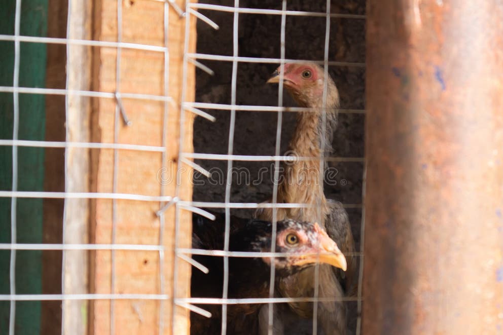 The hen stock image. Image of chicken, finch, parrot - 288513515