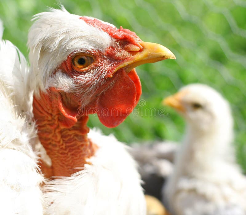 Hen and Chick stock photo. Image of outside, rural, chicken - 19736594