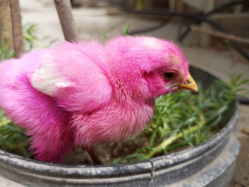 Hen Chick with Pink color stock image. Image of green - 275513179