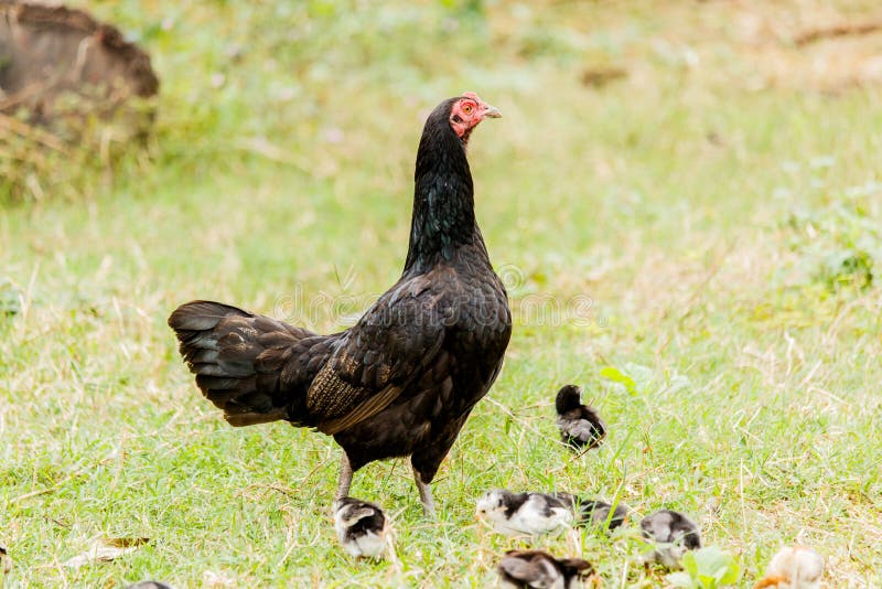 Hen Chick Rearing in Natural Environment Rural Scene. Stock Photo ...
