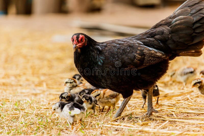 Hen Chick Rearing in Natural Environment Rural Scene. Stock Photo ...
