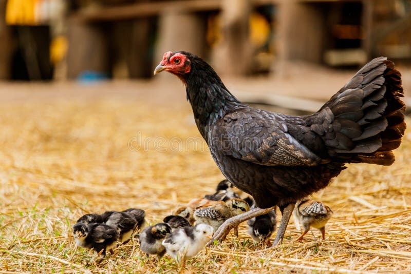 Hen Chick Rearing in Natural Environment Rural Scene. Stock Photo ...