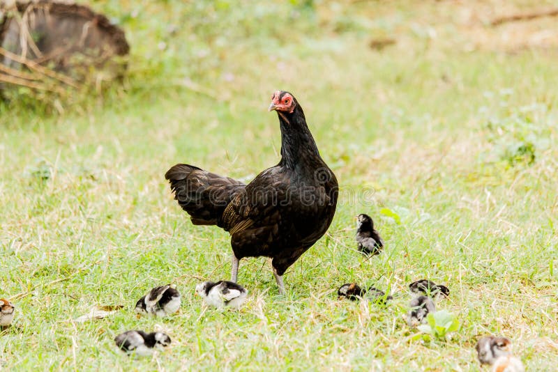 Hen Chick Rearing in Natural Environment Rural Scene. Stock Photo ...