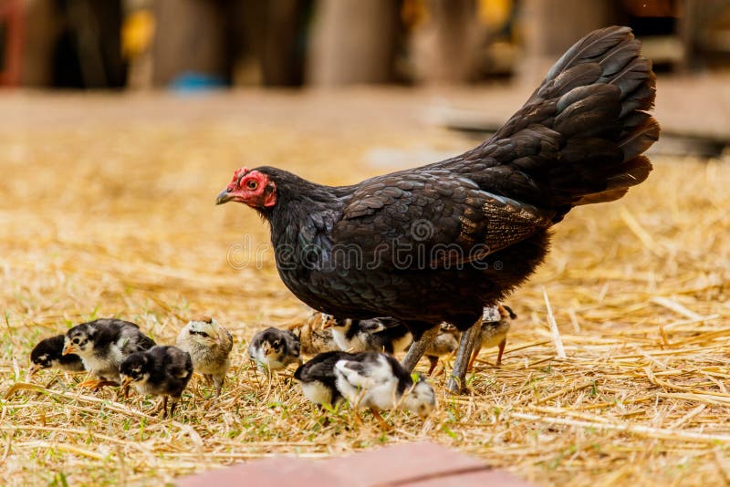 Hen Chick Rearing in Natural Environment Rural Scene. Stock Image ...