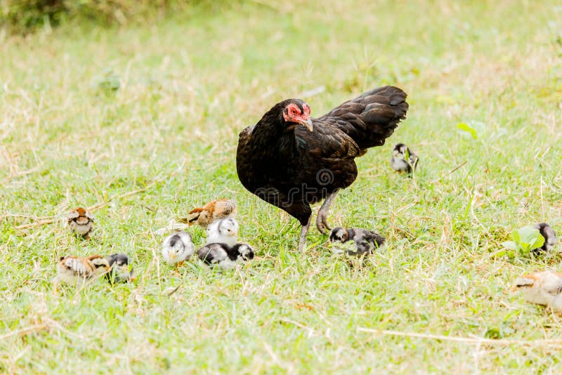 Hen Chick Rearing in Natural Environment Rural Scene. Stock Photo ...
