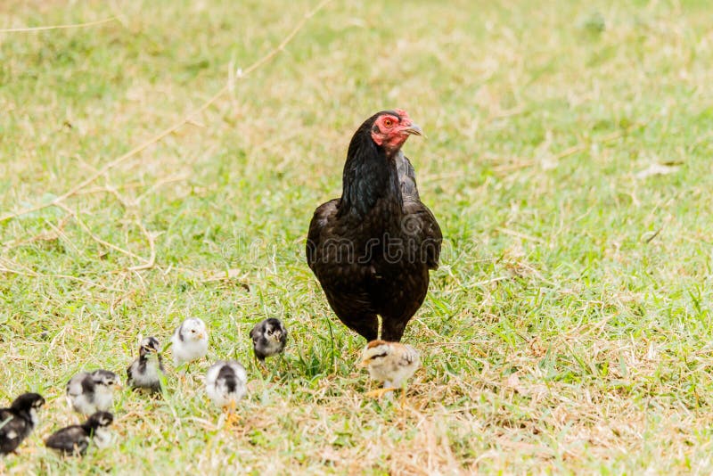 Hen Chick Rearing in Natural Environment Rural Scene Stock Photo ...