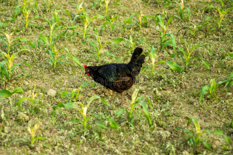 Arroud Home Stock Photos - Free & Royalty-Free Stock Photos from Dreamstime