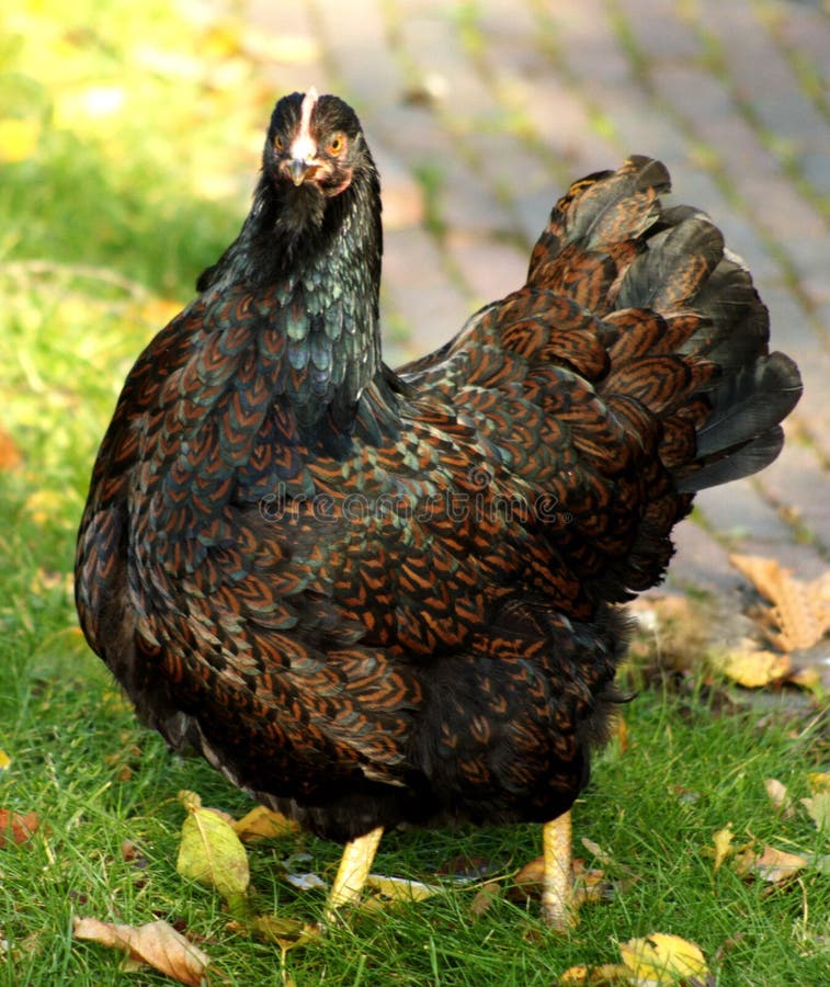 Hen Chicken stock image. Image of farm, bird, chicken - 11402363