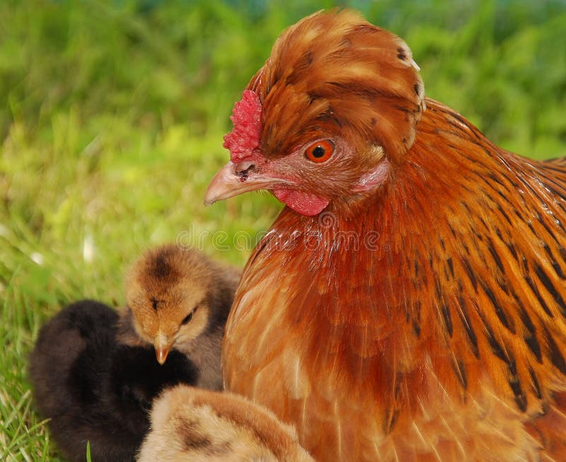 Hen with chicken stock image. Image of grass, farm, birds - 9582467