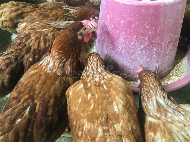 Hen Chicken Eating Corn from Organic Farm Background. Stock Image ...