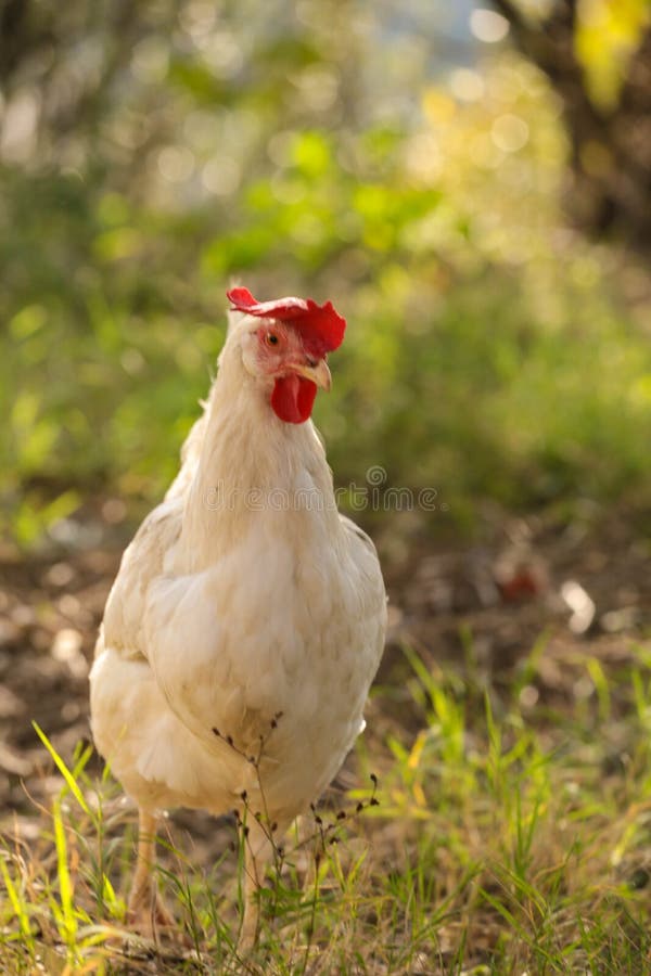 Hen Chicken Free Range in the Meadow Stock Photo - Image of barn ...