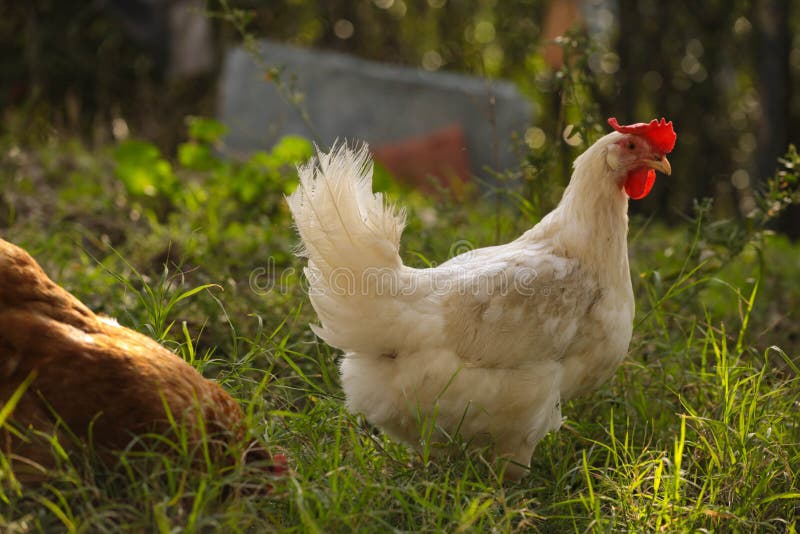 Hen Chicken Free Range in the Meadow Stock Photo - Image of farmyard ...