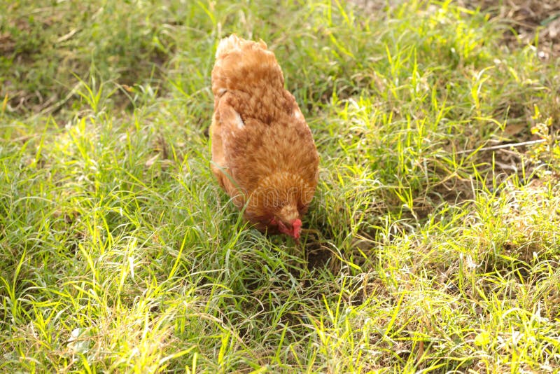 Hen Chicken Free Range in the Meadow Stock Image - Image of brown ...