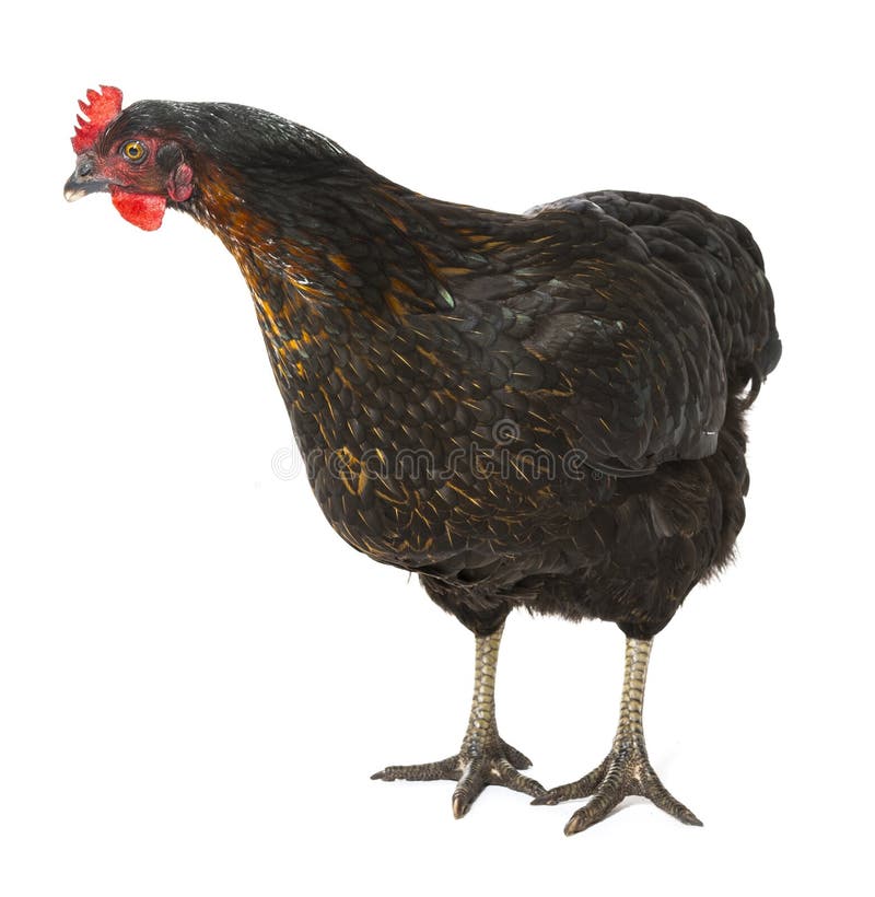 Chicken from the side stock photo. Image of chicken, meat - 97819162