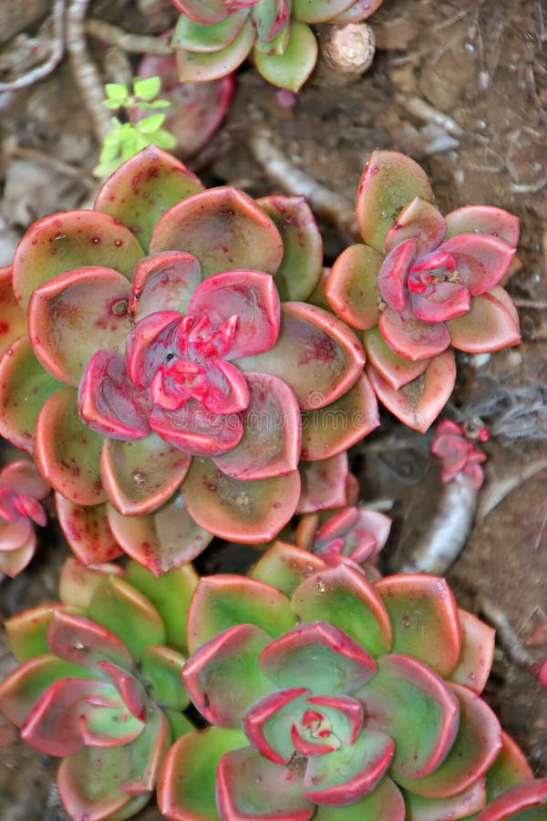 Hen and chicken plants stock image. Image of green, chicks - 22673263