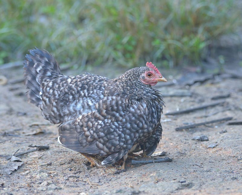 174 Nurse Chickens Stock Photos - Free & Royalty-Free Stock Photos from ...