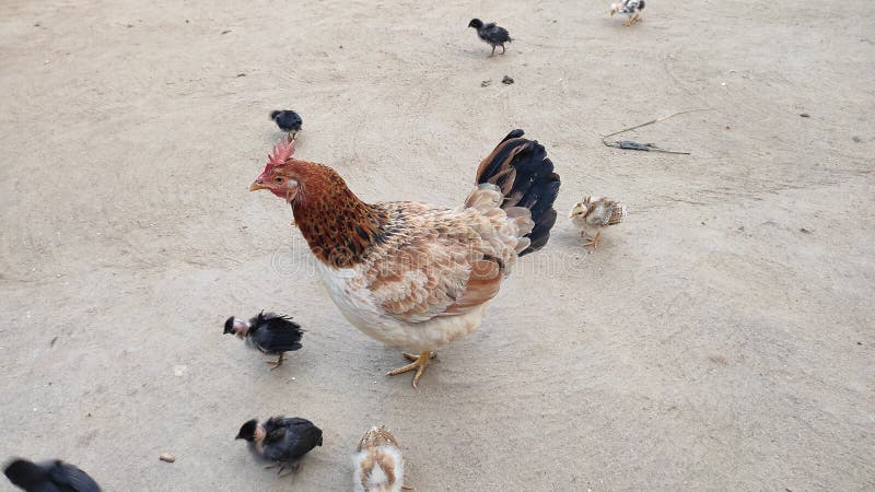Hen with Chickens Going To Get Food Stock Photo - Image of waterbird ...