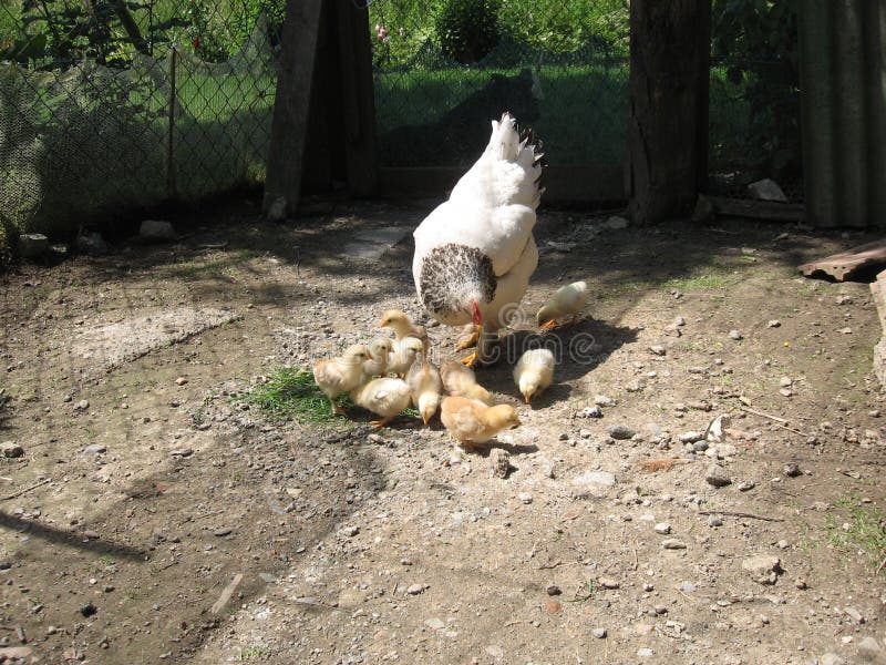 Hen and chickens stock image. Image of food, gather, chickens - 54853211