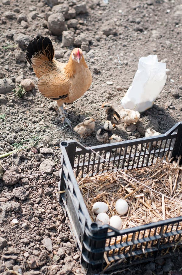 Hen and chickens stock photo. Image of feathers, funny - 61286704