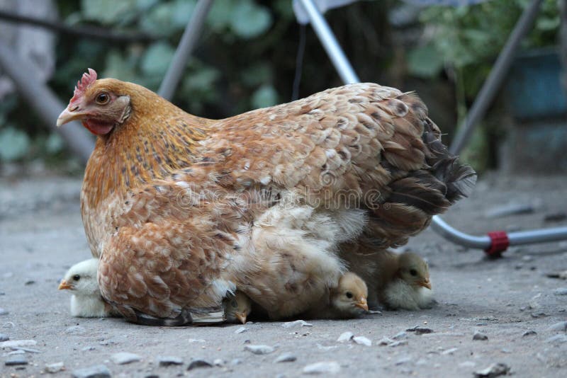 Hen with chickens stock image. Image of gray, chicken - 43216291
