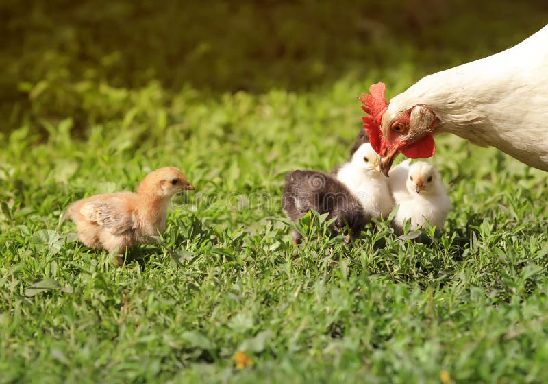 Hen with Chickens Walking on Grass in Village Stock Image - Image of ...