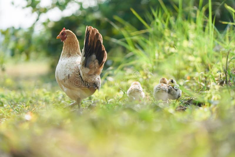 278 Baby Chickens Walking Grass Stock Photos - Free & Royalty-Free ...