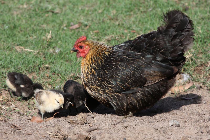 Hen and Chicks stock image. Image of female, miniature - 13236289