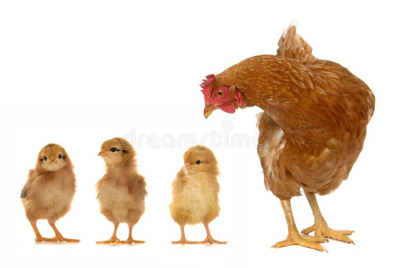 Hen and chicks stock image. Image of agriculture, farming - 17154729