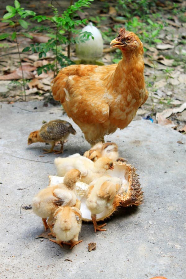 Hen and chickens stock photo. Image of brood, beak, comb - 3373284