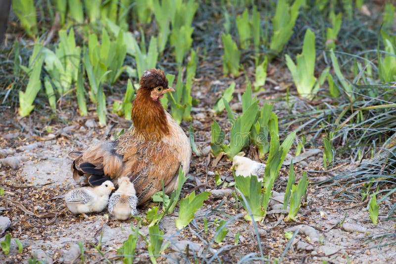 180 Chicks Under Hen Stock Photos - Free & Royalty-Free Stock Photos ...