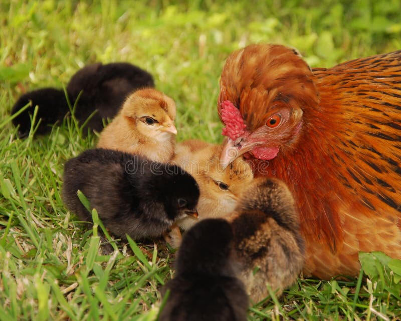 Hen and chicks stock photo. Image of birds, child, bird - 9582452