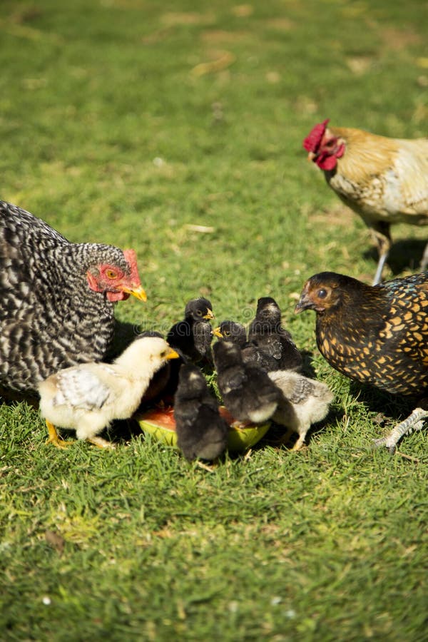 Hen and chicks stock image. Image of feeding, domestic - 32468939