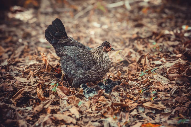 Hen with chicks stock photo. Image of food, beak, family - 94533158
