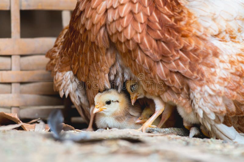 Baby chickens stock photo. Image of affection, group - 31299360