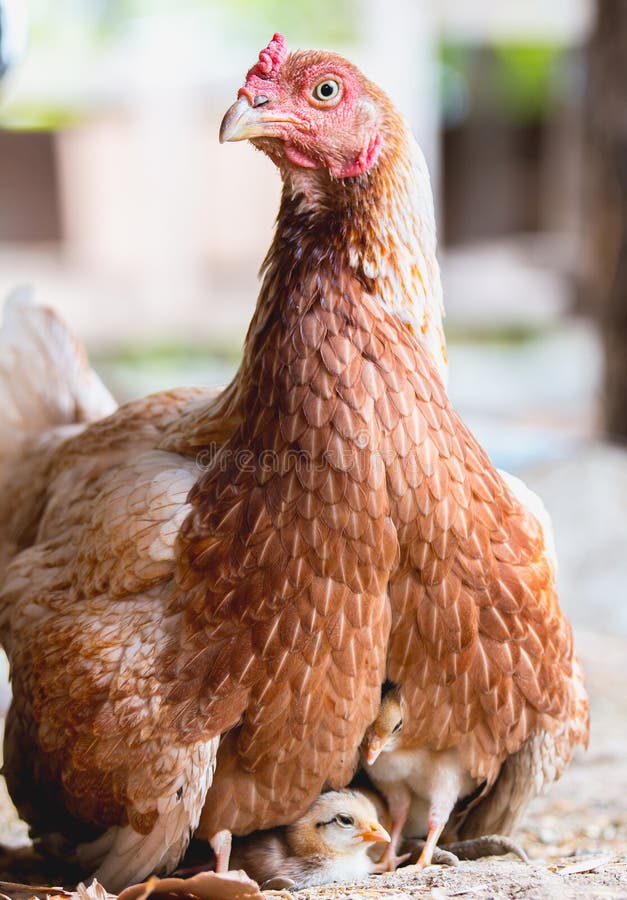 Baby chickens stock photo. Image of affection, group - 31299360